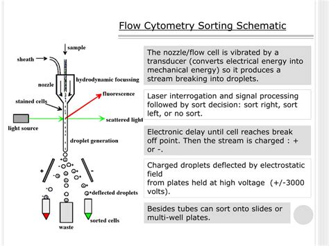 Ppt Fluorescence Activated Cell Sorting Powerpoint Presentation