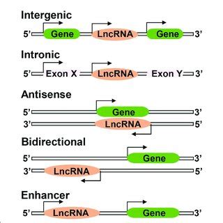 Long Noncoding RNAs May Have Different Genomic Locations Between Two Download Scientific
