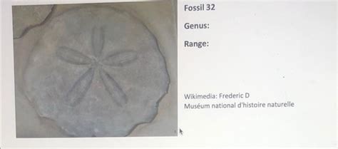 Problem Using Your Fossil Illustrations Document Chegg Com