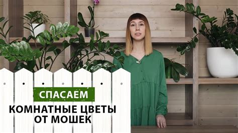 Мошки на комнатных цветах. Как с ними бороться? - YouTube