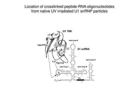 Ppt Evaluation Of Different Matrices For The Maldi Tof Analysis Of