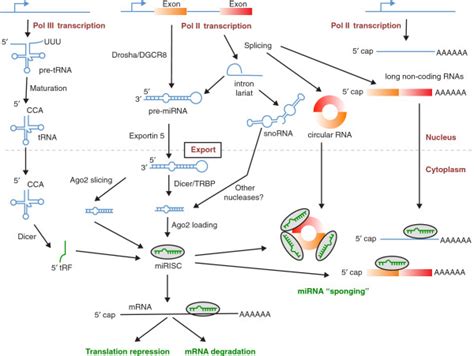 On Biology Trfs And The Argonautes Gene Silencing From Antiquity
