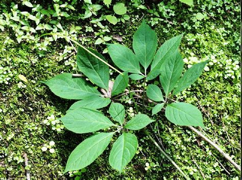 70 大叶三七 河南珍稀植物 图片