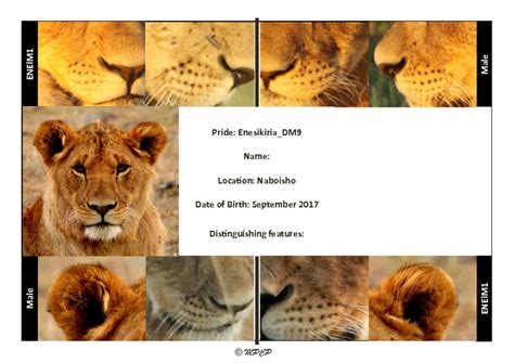 Naboisho Lion Ids Mara Predator Conservation Programme