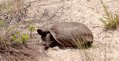 Ecosystem Restoration And Maintenance Terra Crafters