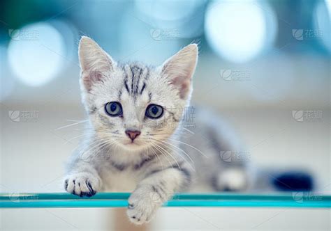 一只灰色条纹小猫的肖像