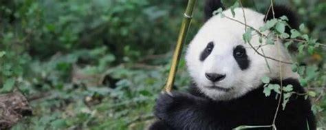 大熊猫的外形特征和生活习性 大熊猫的外形特征和生活习性是什么 知秀网