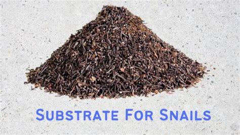 Substrate For Snails For Both Terrestrial And Aquatic Snails