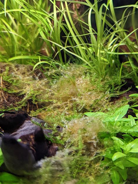 My Java Moss Is Losing Colour Anything I Can Do R Shrimptank