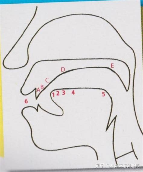 中文教学｜汉语发音部位大解析 知乎