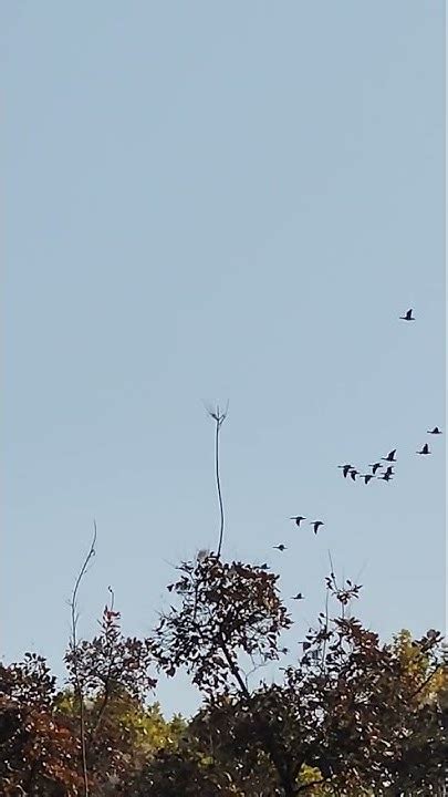 기러기 무리 이동 Youtube