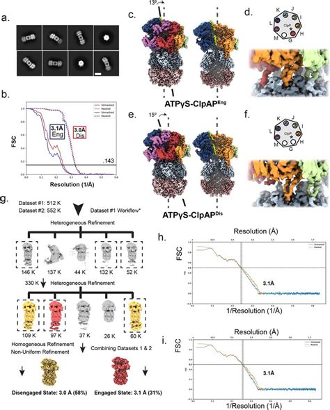 Atpγs Clpap Cryoem Data Analysis A Reference Free 2d Class Averages Of