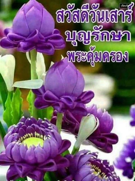 ปักพินโดย Pt ใน 06 Happy Saturday In Thai ดอกไม้สีม่วง กล้วยไม้ ดอกไม้สวย