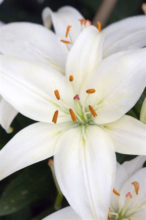 Lily Flor Blanca Stock De Foto Gratis Public Domain Pictures