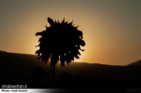 تصاویر گلهای زیبای آفتاب گردان