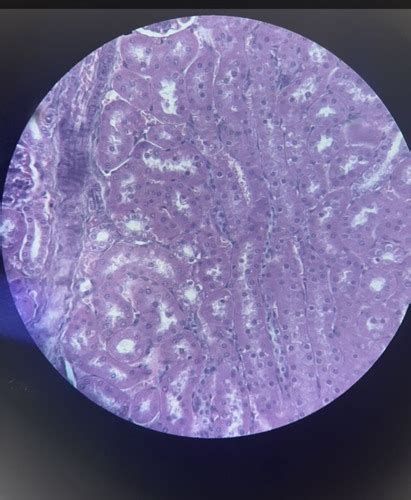 Lab Practical 1 Tissues Flashcards Quizlet