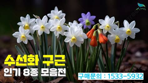 신바람 플랜트 협력농가 판매상품 수선화 구근 인기 8종 모음전 시골집매매 농가주택매매 전원주택부지 매매 Youtube