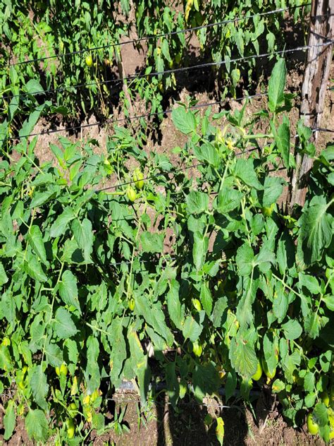 Prueba Object Detection Dataset And Pre Trained Model By Fase