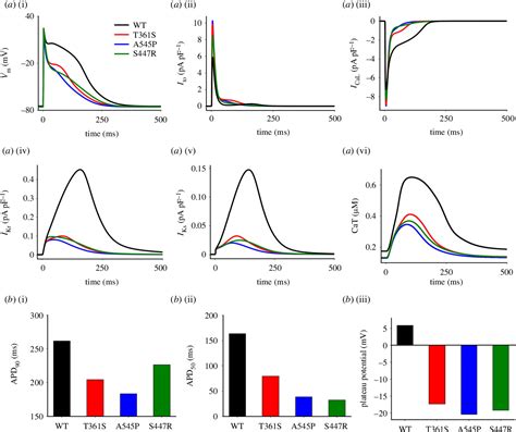 Figure 1 From Human Atrial Fibrillation And Genetic Defects In Transient Outward Currents