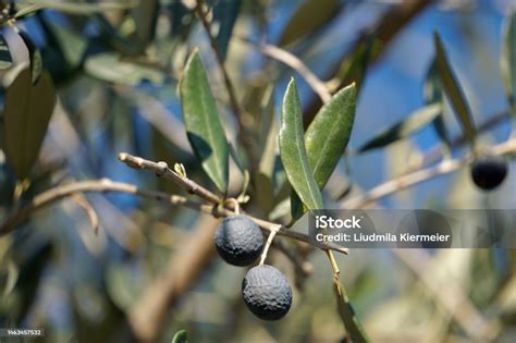 푸른 하늘 배경에 나뭇잎과 검은 올리브가 있는 올리브 나무 가르다 호수에 있는 이탈리아의 올리브 나무 올리브 가지와 나뭇잎을 클로즈업 검은 올리브는 가지에 무게가 실립니다