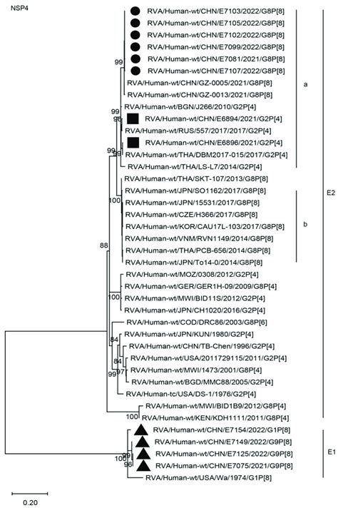 Phylogenetic Dendrogram Based On Complete Coding Regions Of The NSP4 Download Scientific