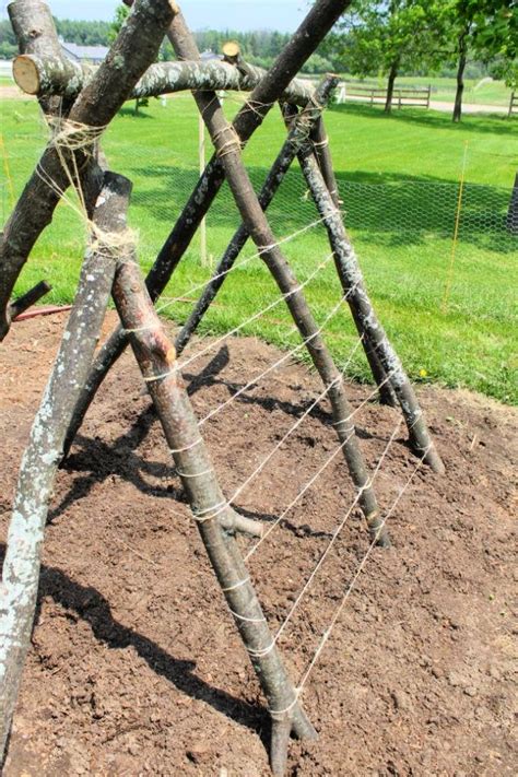 DIY Pea Trellis Ideas To Support Peas Blitsy