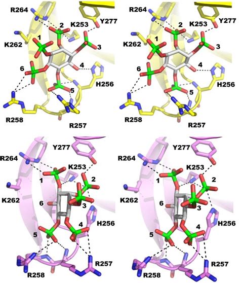 Specific Interactions Between Cph And Ip5 Ligands Detailed Stereo Download Scientific Diagram