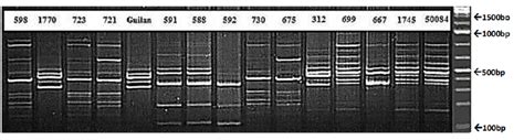 polymorphism detected by r rap primer combination polymorphism