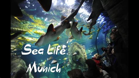 Мюнхен Подводныи мир Sea Life Munich Куда пойти с ребенком Youtube