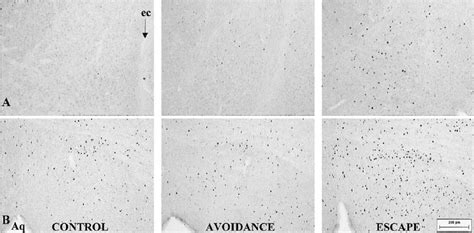 Photomicrographs Of Fos Like Immunoreactive Cells Dark Dots In Download Scientific Diagram