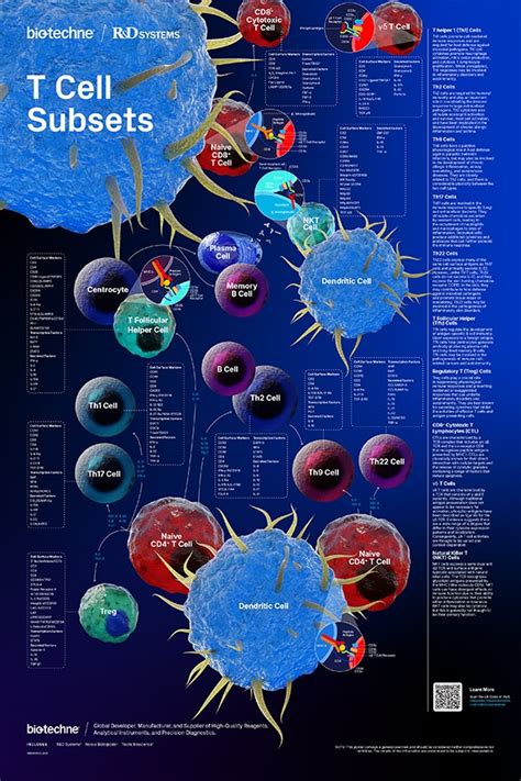 T Cell Subsets Randd Systems