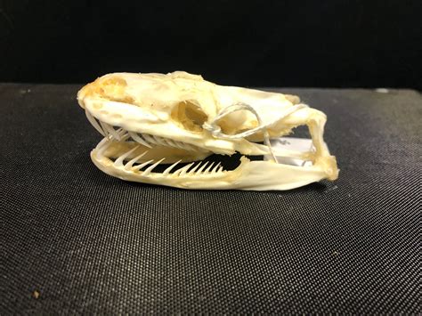 Ball Python Teeth