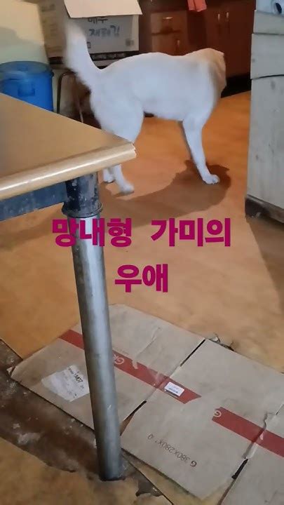 우리 손주 아가를 잘 돌보는 망내형 가미 우리노부의 사랑을 받아 온순하고 정이 많은 들개들 화평한 기정을 이룰줄 앎 Youtube