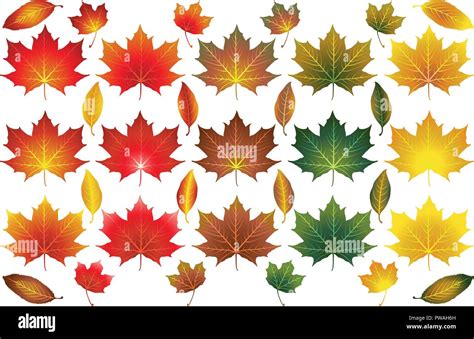 Different Types Of Fall Leaves