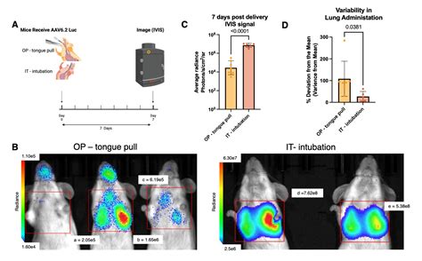 Improved Methodology For Liquid Delivery To The Mouse Lung Intubation Using A Consumer Otoscope