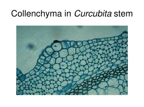 Ppt Collenchyma Powerpoint Presentation Free Download Id 5415363
