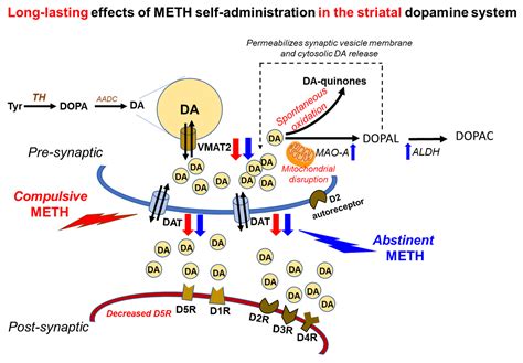 Dopamine Receptors And Meth