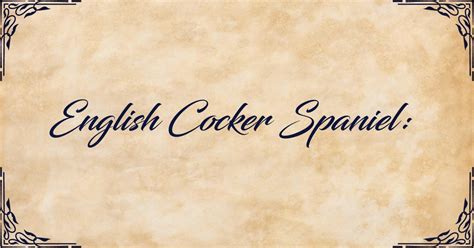 Of English Cocker Spaniel