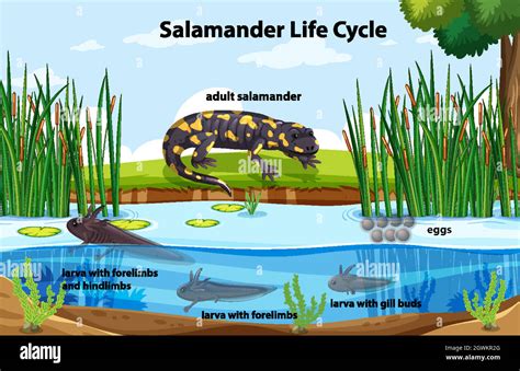 Diagram Showing Salamander Life Cycle Stock Vector Image And Art Alamy