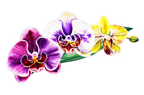 아름다운 세 가지 화려한 오초 꽃입니다 수채화 그림입니다 이국적인 식물 플로럴 프린트 식물 구성 결혼식과 생일 인사말 카드 0