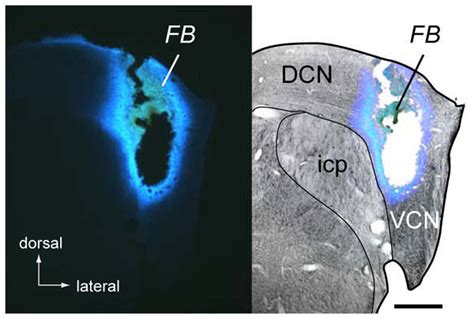 Photomicrographs Showing A Representative Injection Of Fast Blue Fb Download Scientific