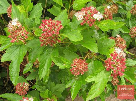 Пузыреплодник (Physocarpus) — описание, выращивание, фото | на LePlants.ru