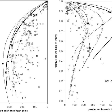 Simulated Crown Radius Lines And Calculated Branch Extension