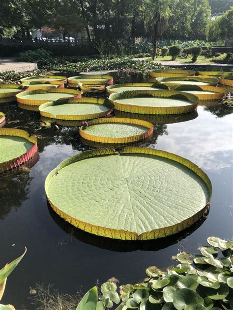 直徑2 8米西安植物園鎮園之寶王蓮有望刷新生長記錄 每日頭條