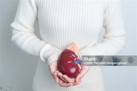 해부학적 인간 신장 부신 모델을 들고 있는 여성 비뇨기계 및 결석의 질병 암 세계 신장의 날 만성 신장 및 장기 기증자의 날 개념 3월에 대한 스톡 사진 및 기타 이미지