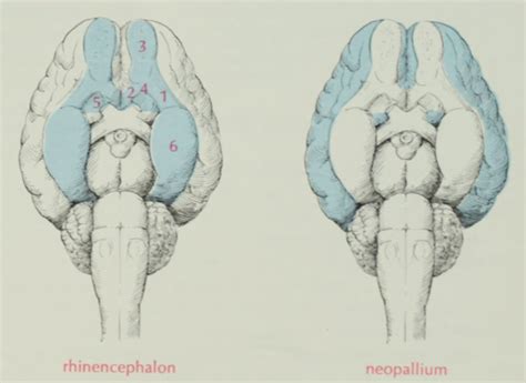 Biol Fig Brain Cortex Diagram Quizlet
