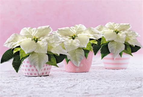8 Beautiful Poinsettia Arrangements Artofit