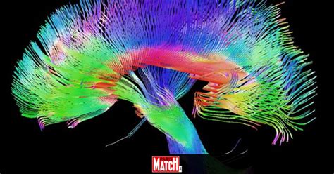 Evolving Minds The Relationship Between Human Cognition And The