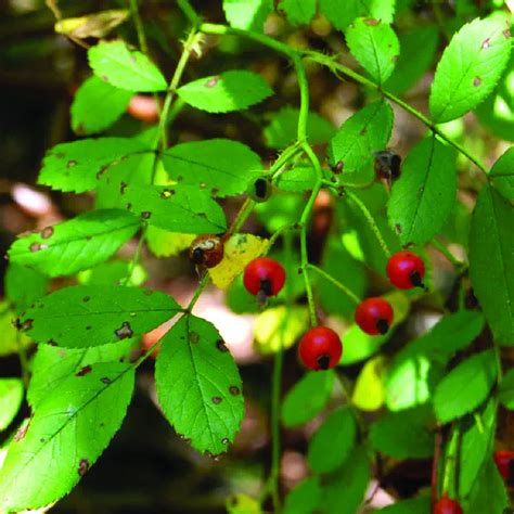 Rosa Multiflora · Earth Home Biodiversity