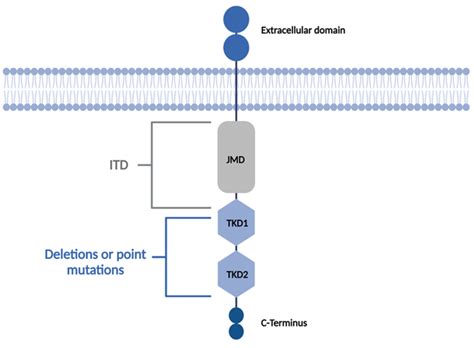 Schematic Illustration Of Flt3 Tyrosine Kinase Displaying Activating Download Scientific